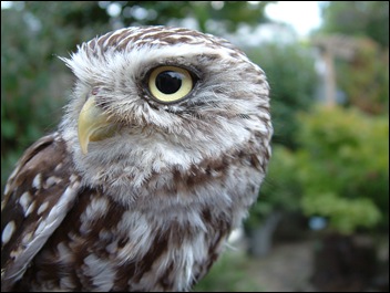 ...A VERY FAIRY GARDEN...: ~De Steenuil~